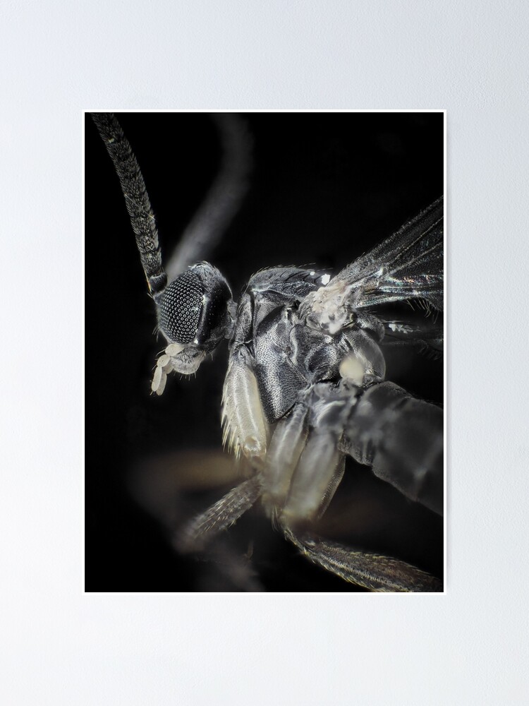 "Fungus gnat under microscope" Poster by sdymchenko | Redbubble