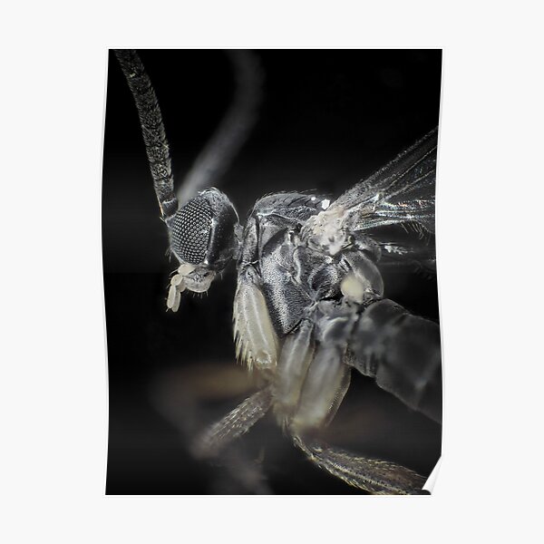 "Fungus gnat under microscope" Poster by sdymchenko | Redbubble