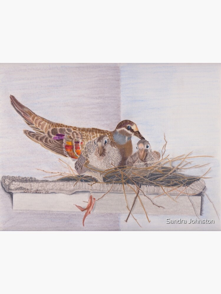 "Bronze wing Pidgeon and family on their nest" Poster by memsgran ...