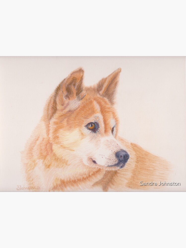 "Australian Dingo " Sticker by memsgran | Redbubble