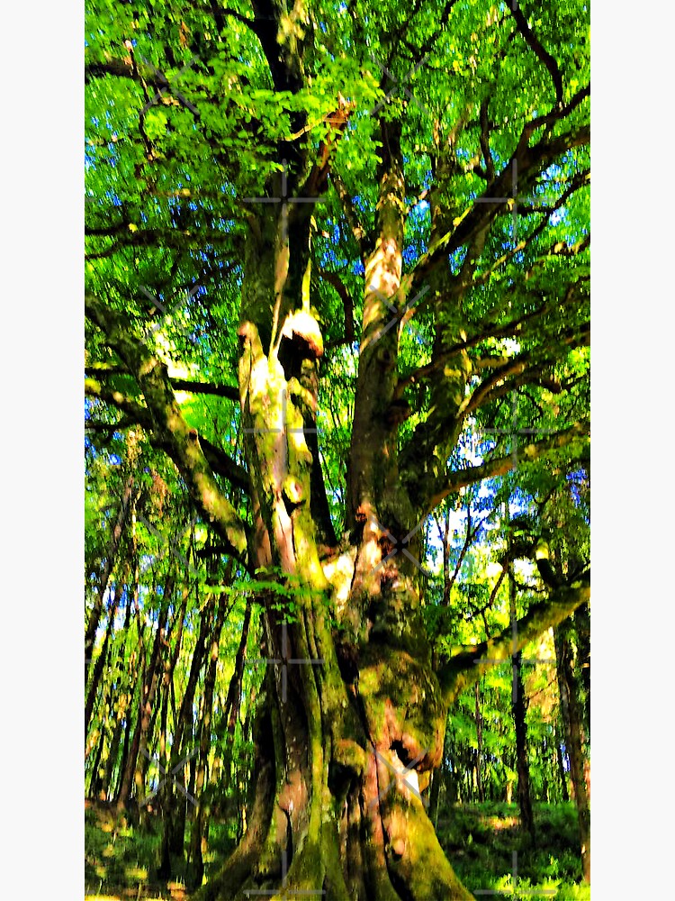 "Huge Old Knotted Tree in Ireland" Sticker for Sale by NotableNature ...
