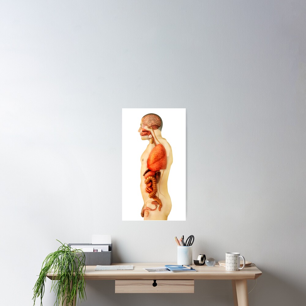 "Anatomy of human body showing whole organs, side view." Poster for ...