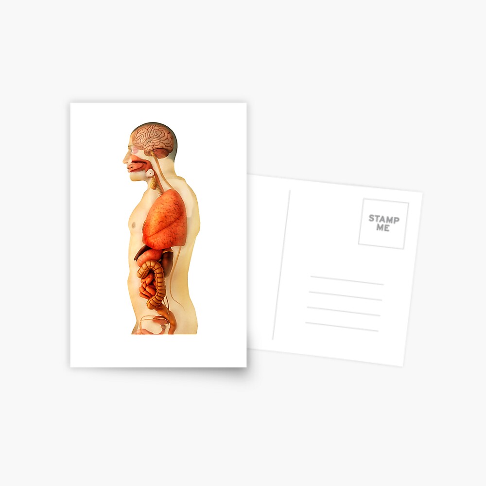 "Anatomy of human body showing whole organs, side view." Canvas Print ...