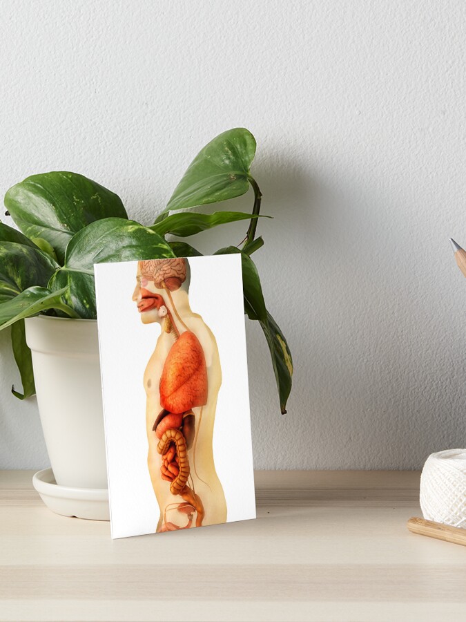 "Anatomy of human body showing whole organs, side view." Art Board ...