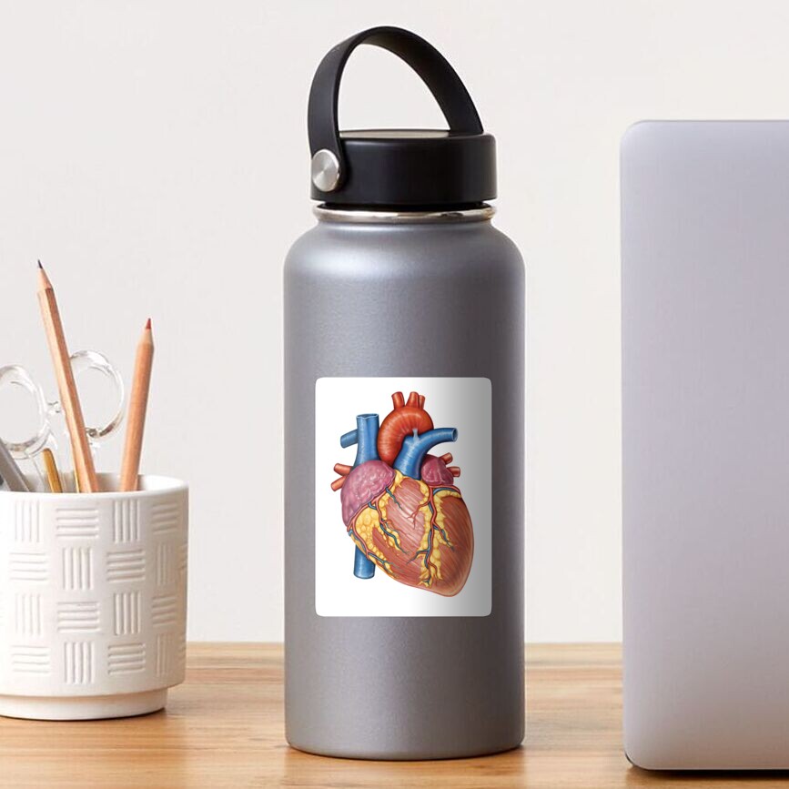 "Gross anatomy of the human heart." Sticker for Sale by StocktrekImages ...
