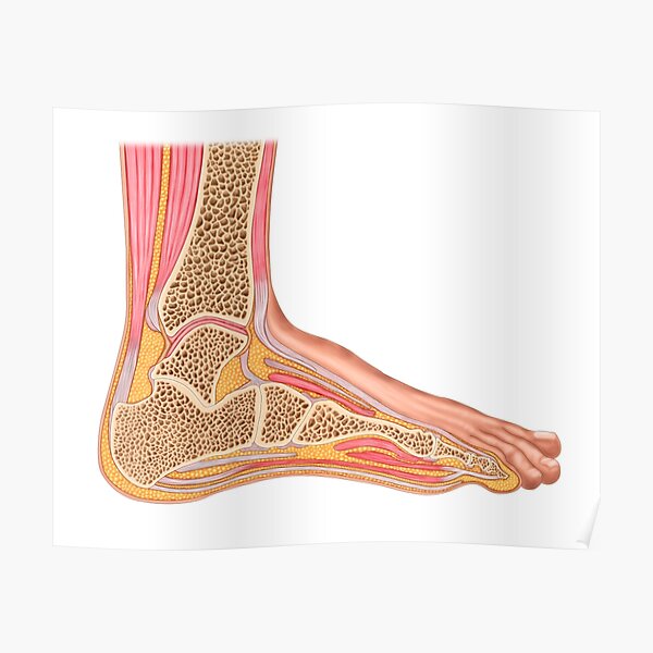 "Longitudinal section of human foot in a sagittal plane." Poster for ...