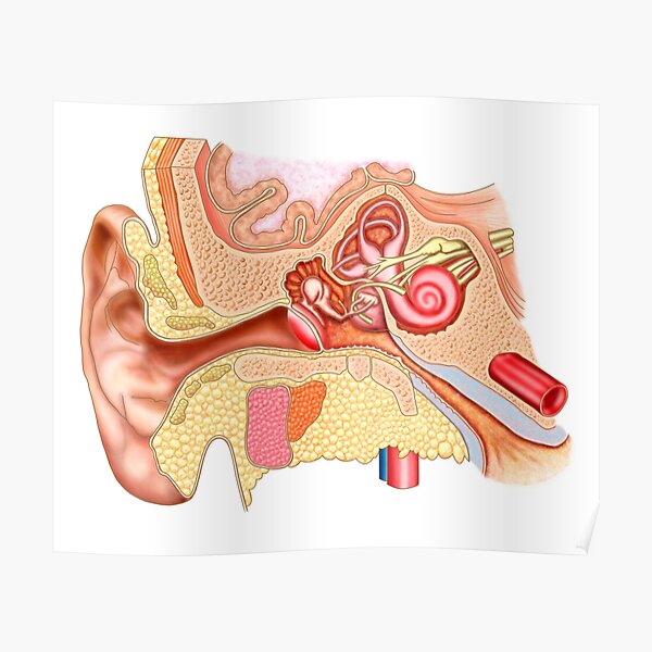 "Anatomy of human ear." Poster for Sale by StocktrekImages | Redbubble