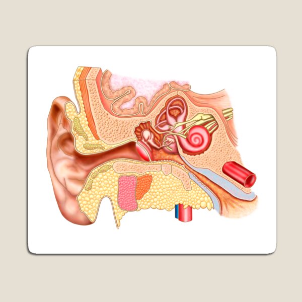 Kitchen Décor Anatomical Human Ear Magnet Refrigerator Magnets Kitchen ...