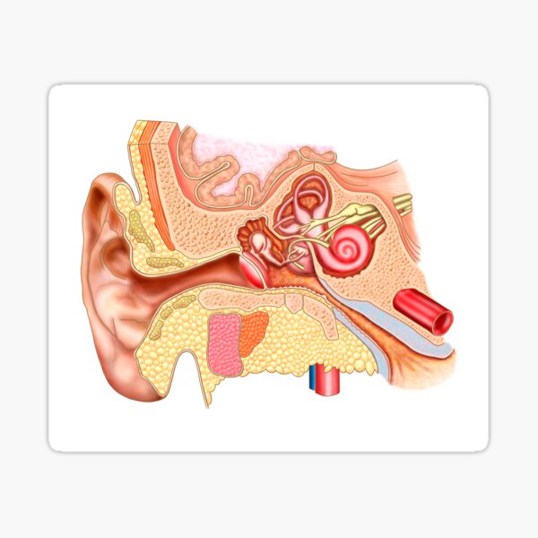 "Anatomy of human ear." Sticker for Sale by StocktrekImages | Redbubble