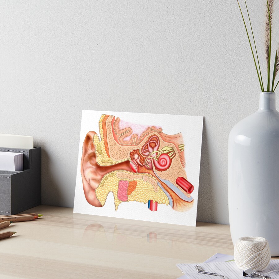 "Anatomy of human ear." Art Board Print by StocktrekImages | Redbubble