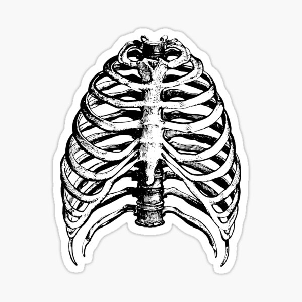 "RIB CAGE" Sticker for Sale by MarkoBrando | Redbubble