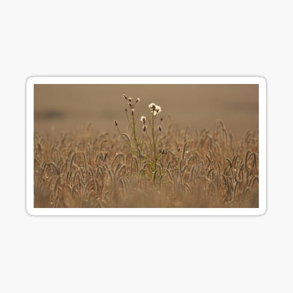 "CORNFIELD" Sticker by artistworks512 | Redbubble