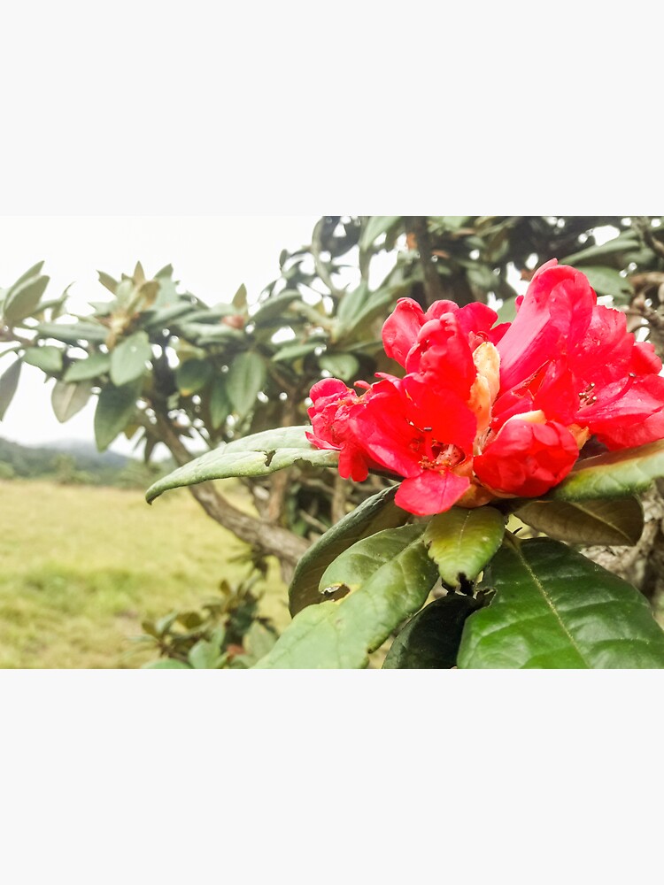 "maha rath mal flower horton plains sri lanka" Sticker by Creativehub92 ...