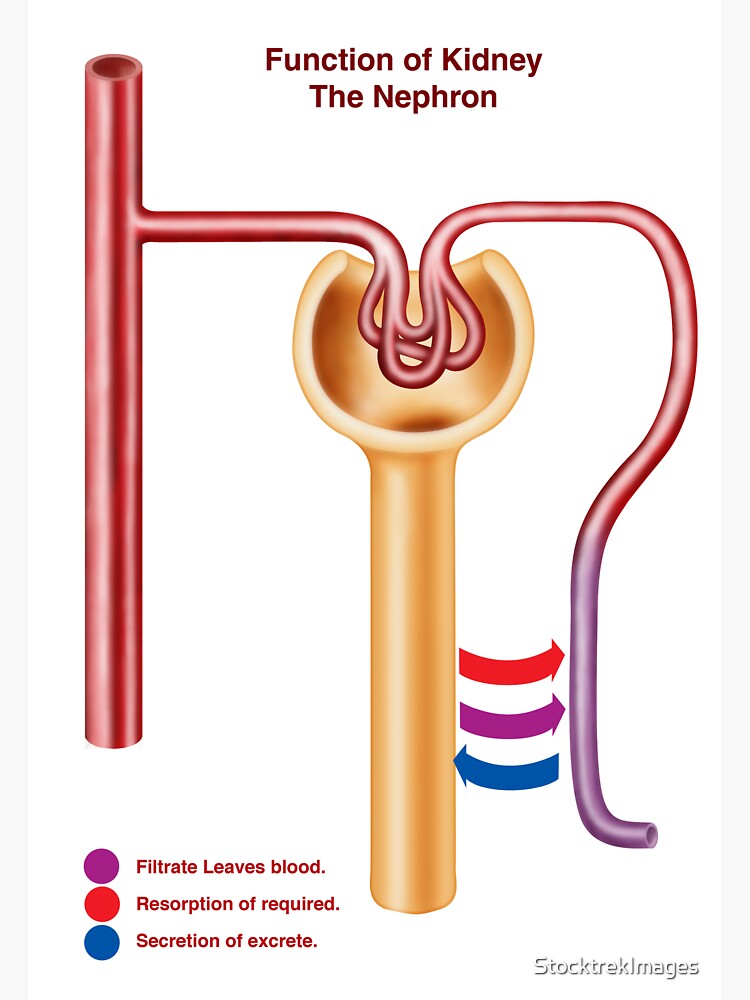 "Diagram of a nephron, the functional unit of excretion in the kidney ...