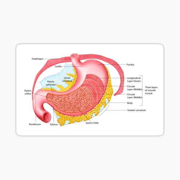 "Anatomy of the human stomach." Sticker for Sale by StocktrekImages ...