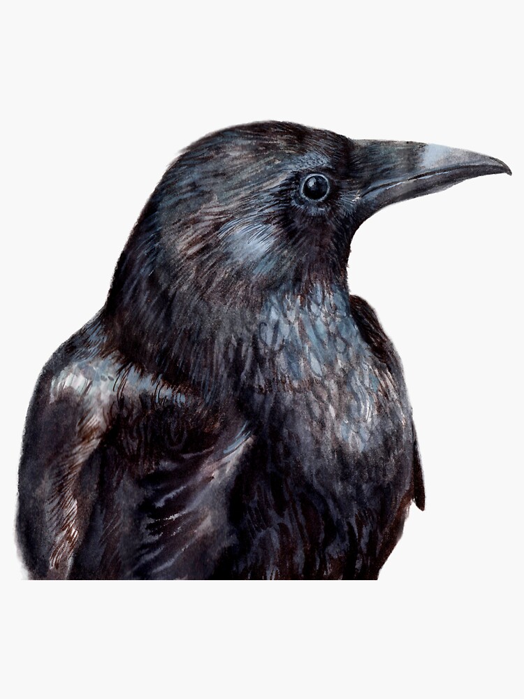 "Crow, Study in Inks" Sticker by by-bearye | Redbubble
