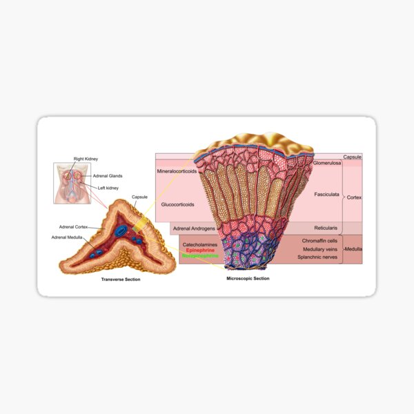 "Anatomy of adrenal gland, cross section." Sticker for Sale by ...