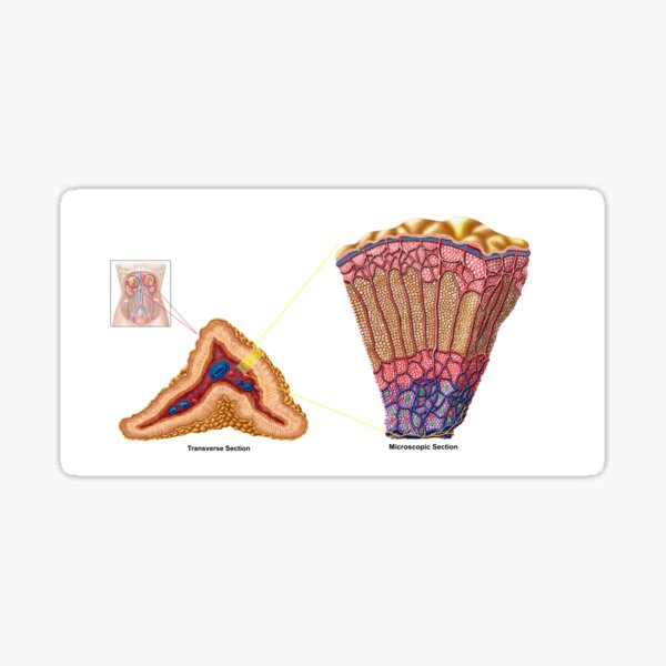 "Anatomy of adrenal gland, cross section." Sticker for Sale by ...