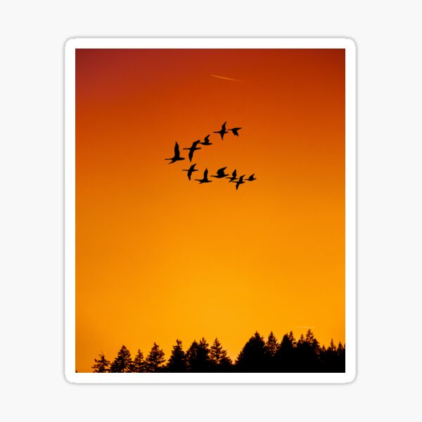 "birds flying In v formation " Sticker for Sale by HAPICHOP | Redbubble