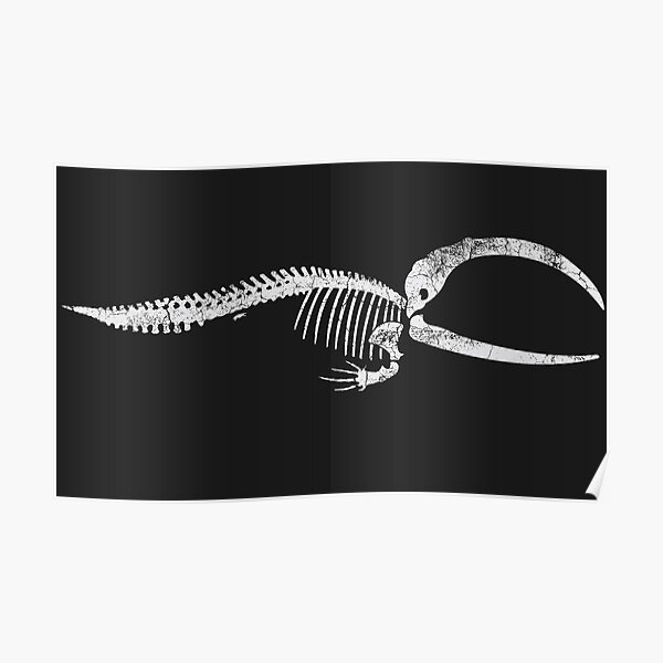 "Bowhead Whale Skeleton" Poster for Sale by SpitsPixels | Redbubble