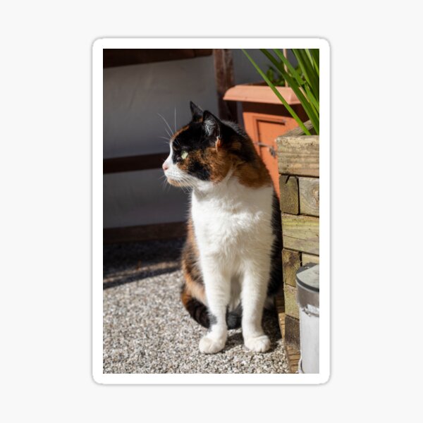 "Cute Tortoiseshell Cat" Sticker by lizziemaher | Redbubble