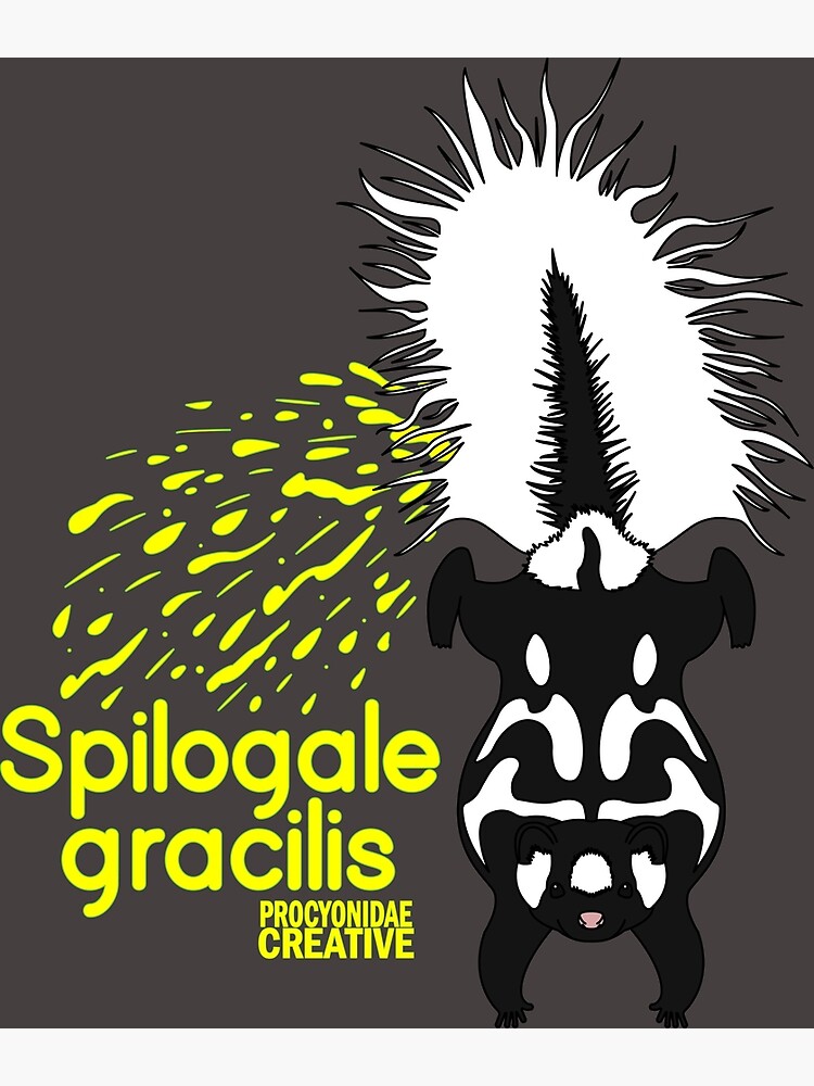 "Western spotted skunk" Poster for Sale by Procyonidae Creative | Redbubble