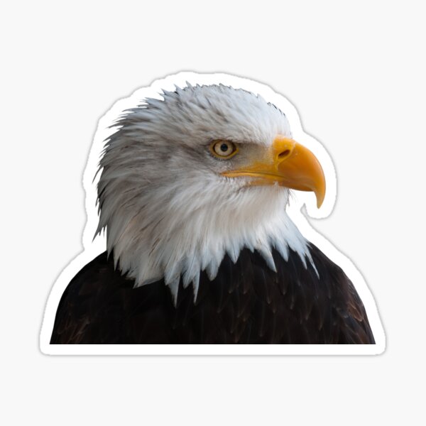 " U.S.A. bald eagle" Sticker for Sale by 702Tees | Redbubble