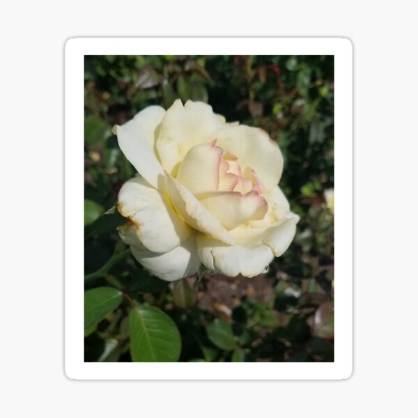 "White Rose" Sticker by Ashleysartco | Redbubble