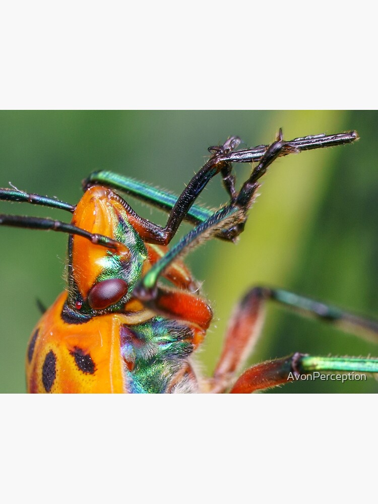 Lámina fotográfica «¡Foto única y orgánica de un insecto escudo rojo ...