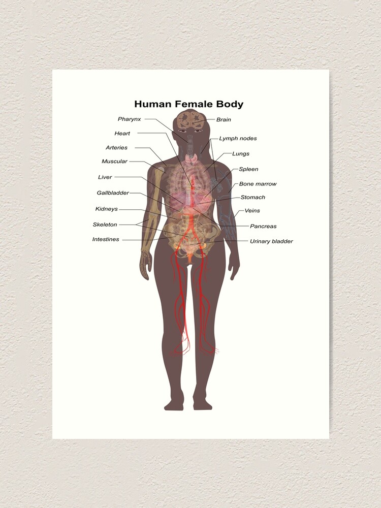 "Human Female Anatomy" Art Print for Sale by pnand | Redbubble