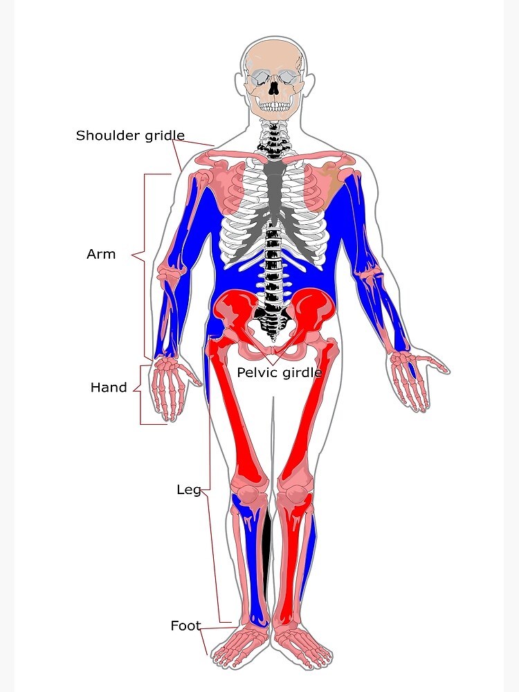"Human Skeleton Labelled" Poster for Sale by pnand | Redbubble