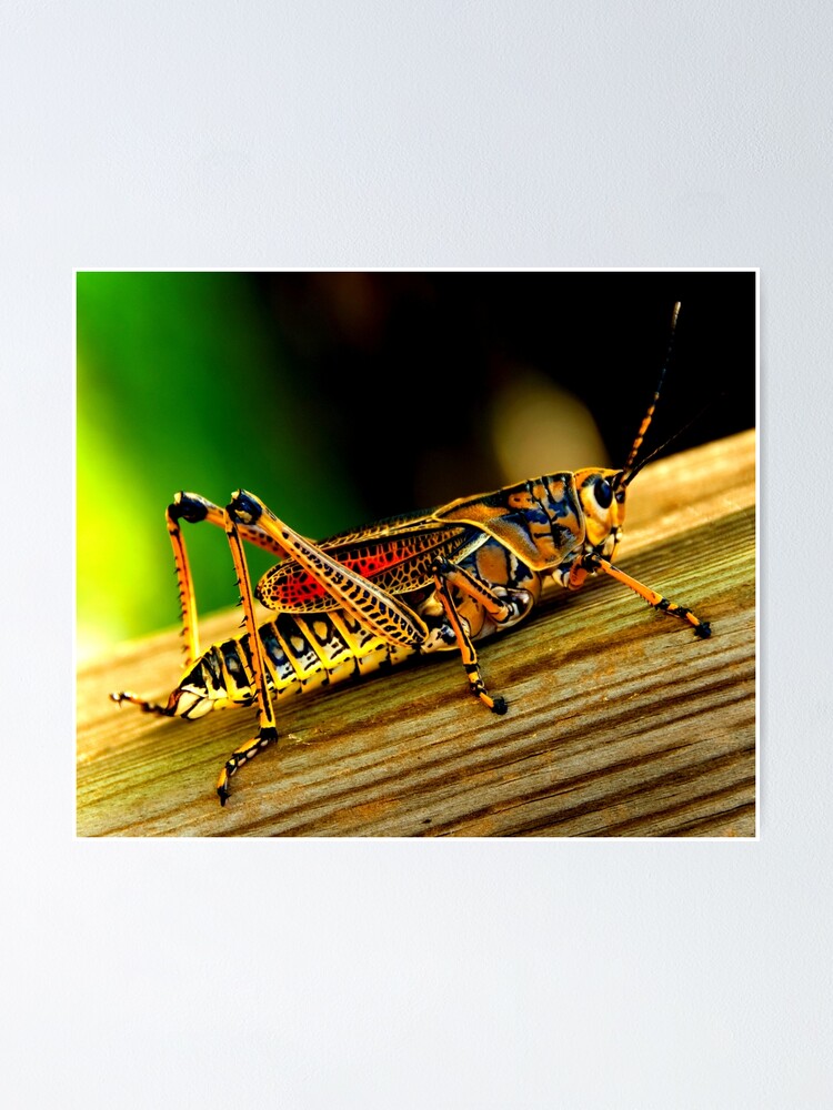 "Mosquito photo with high resolution quality" Poster for Sale by ...