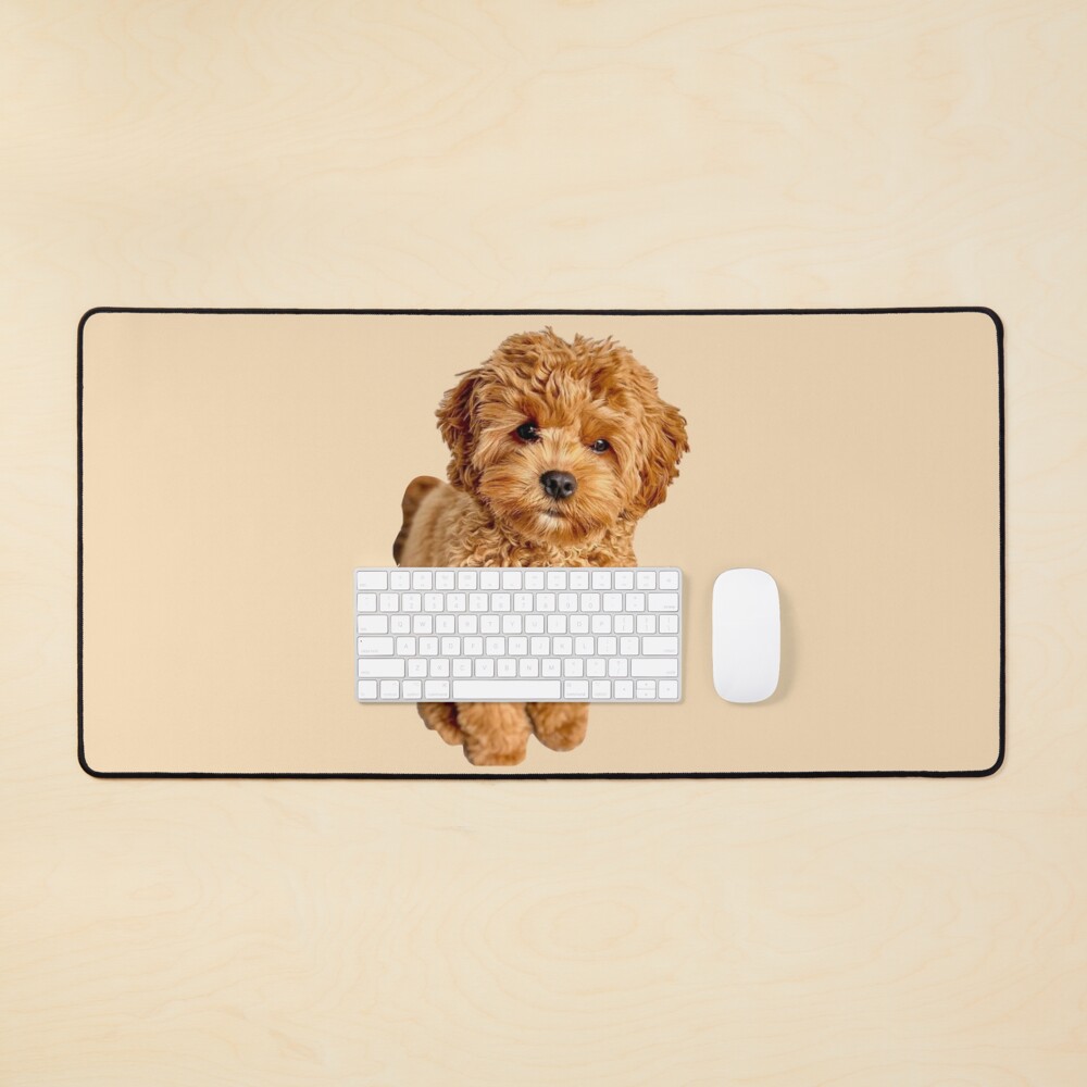 "Cavapoo" Sticker for Sale by thecavapootales | Redbubble