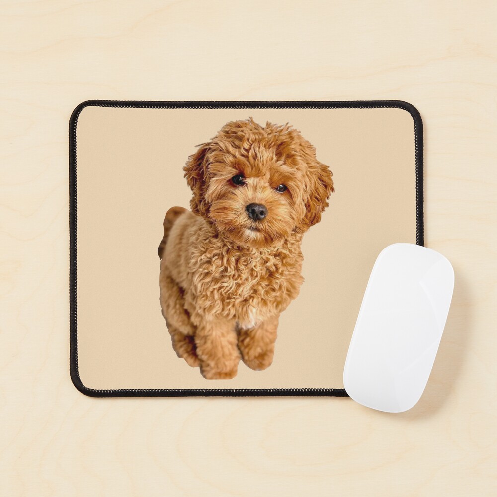 "Cavapoo" Sticker for Sale by thecavapootales | Redbubble
