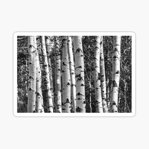 "Grove of Aspen Trees" Sticker by WildBunch1 | Redbubble