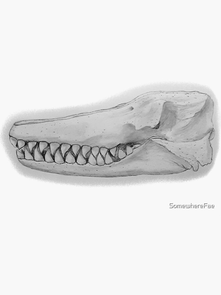 "Livyatan Whale Skull" Sticker for Sale by SomewhereFae | Redbubble