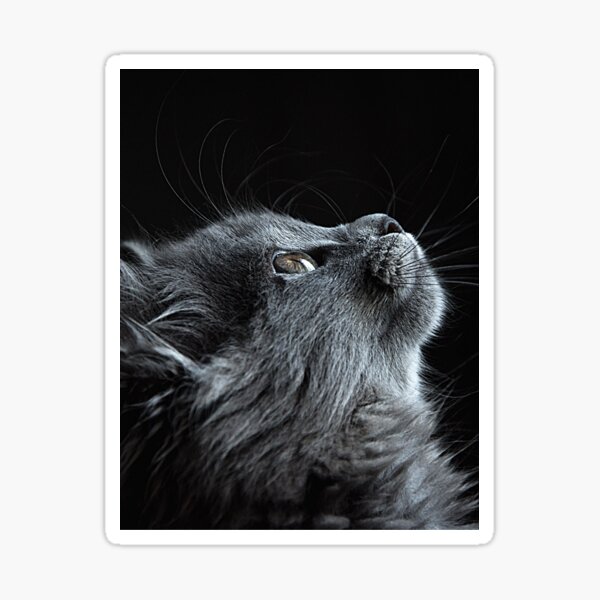 "Cat" Sticker by Meriem212 | Redbubble