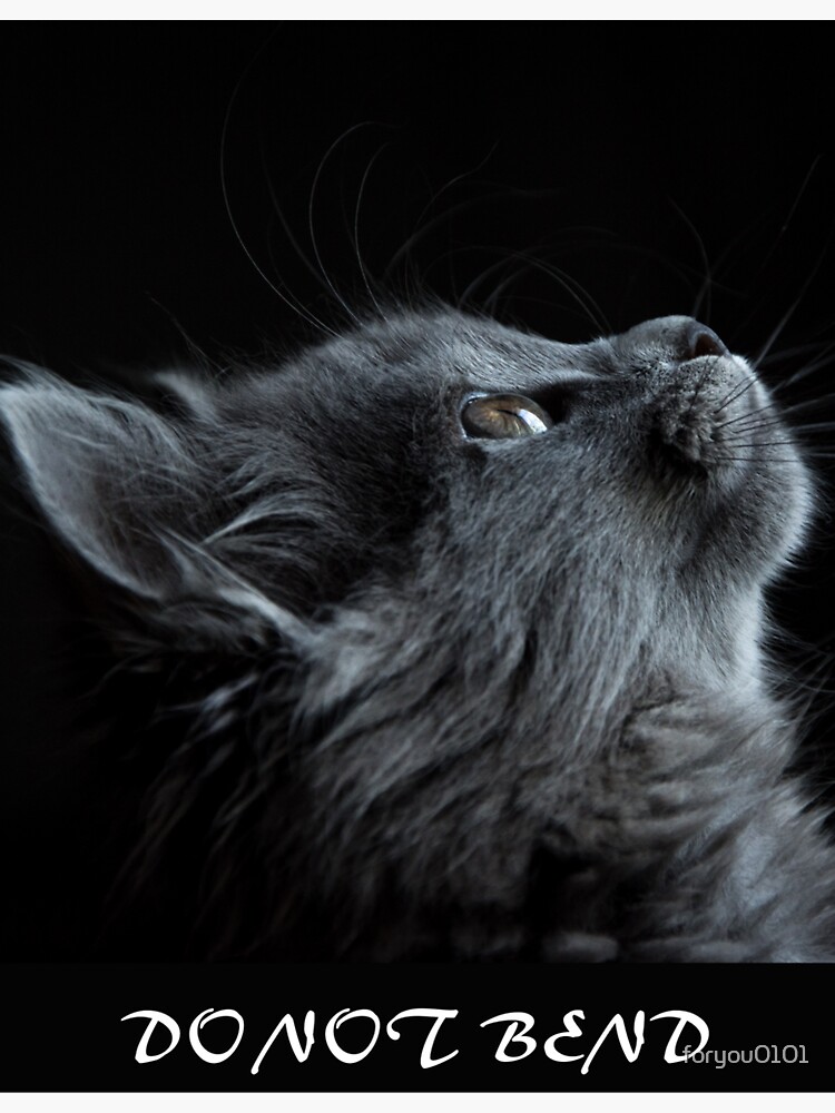 "cat t-shirt - do not bend" Sticker by foryou0101 | Redbubble