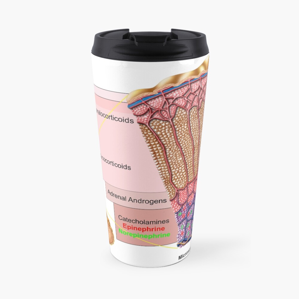 "Anatomy of adrenal gland, cross section." Travel Coffee Mug for Sale ...
