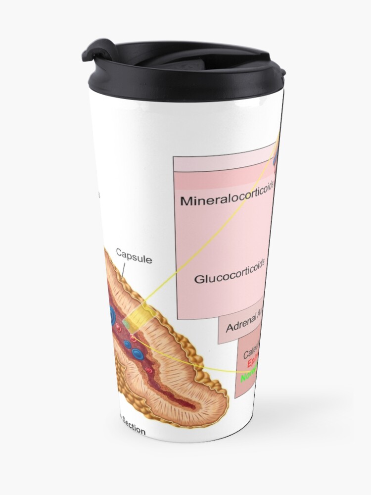"Anatomy of adrenal gland, cross section." Travel Coffee Mug for Sale ...