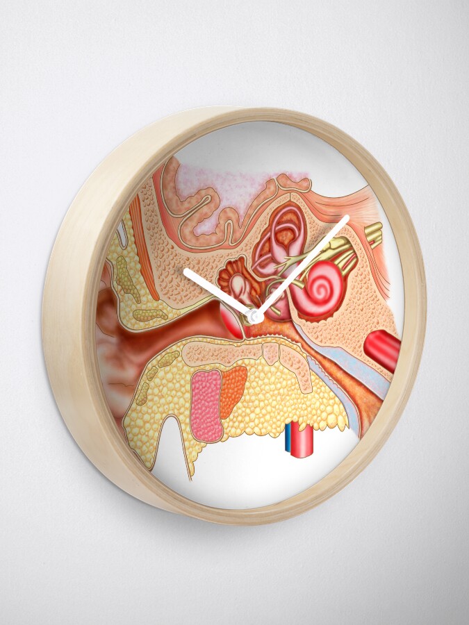 "Anatomy of human ear." Clock for Sale by StocktrekImages | Redbubble