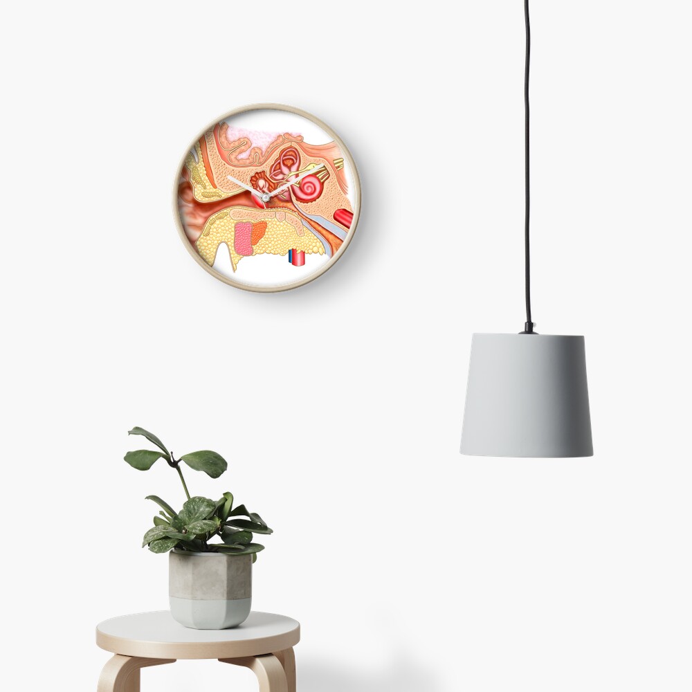 "Anatomy of human ear." Clock for Sale by StocktrekImages | Redbubble