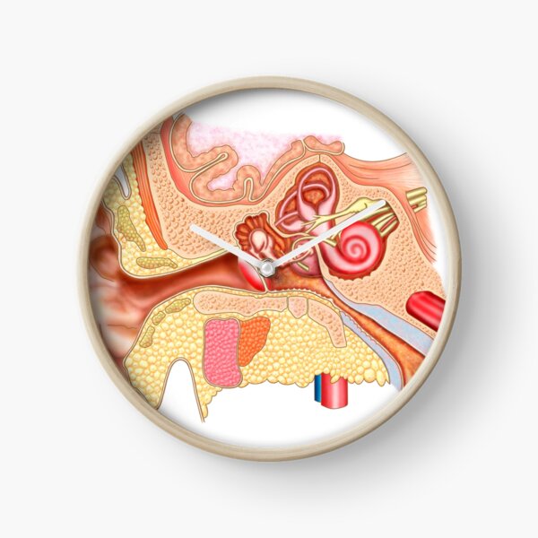 "Anatomy of human ear." Clock for Sale by StocktrekImages | Redbubble