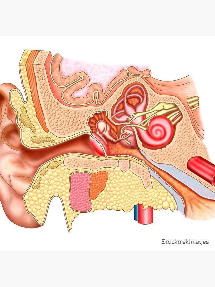 "Anatomy of human ear." Clock for Sale by StocktrekImages | Redbubble