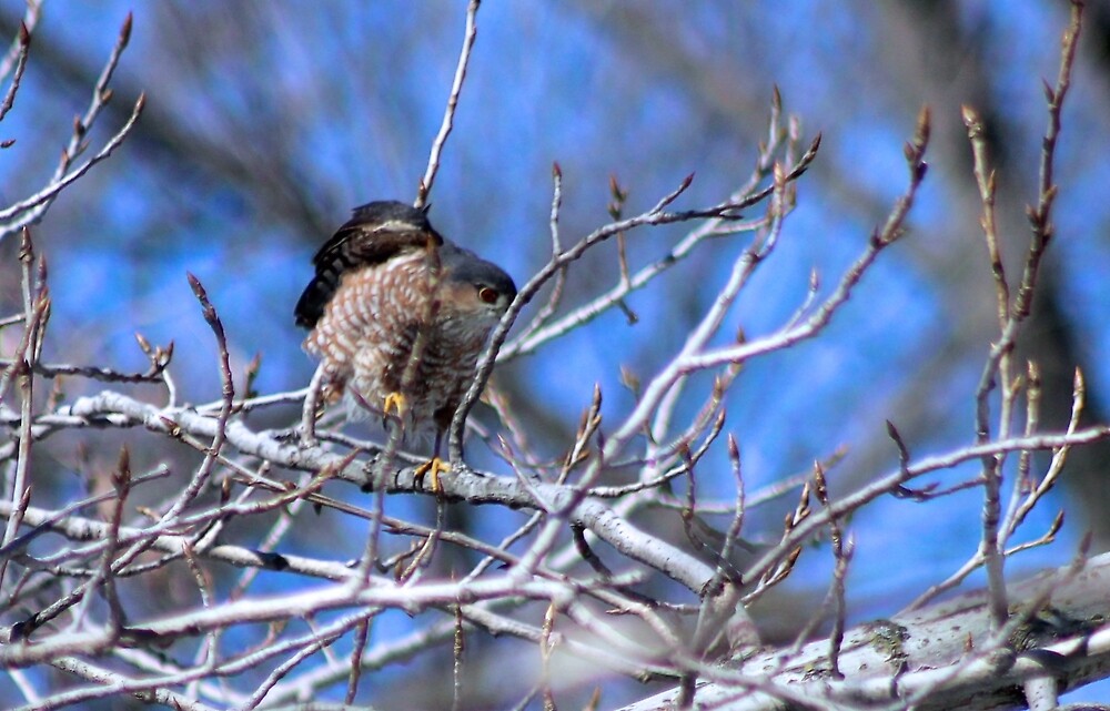 "HAWK 2" by BOLLA67 | Redbubble