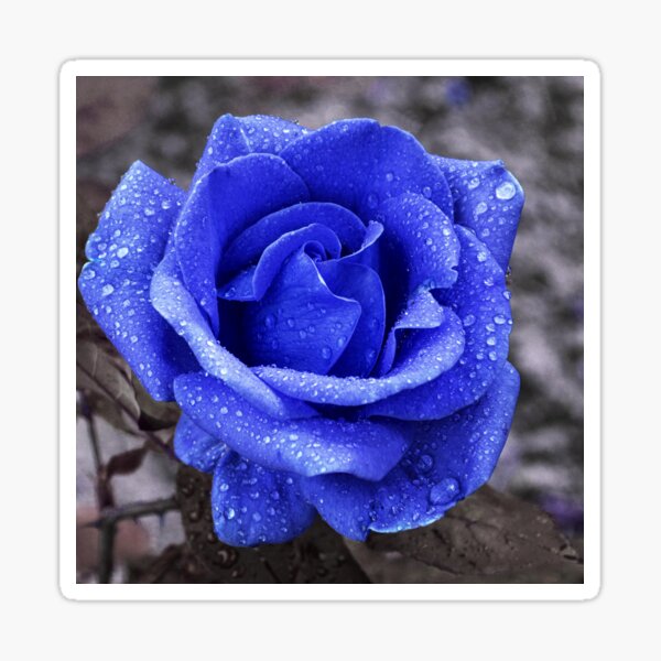 "Blue rose" Sticker by mega281 | Redbubble