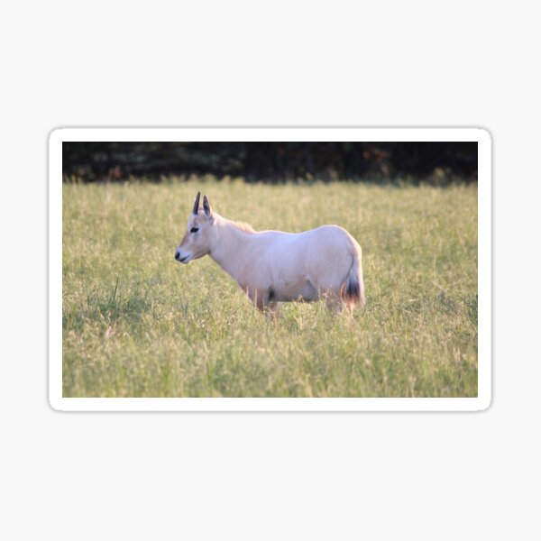 "Baby White Arabian Oryx Calf" Sticker by tapirusindicus | Redbubble