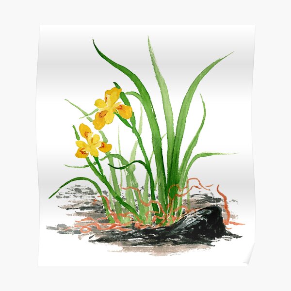 "June 6th birth flower" Poster by birthflower | Redbubble