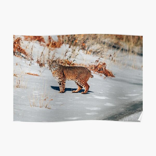 "Wild Cat,Tiger Cub Mountain wild Animals " Poster for Sale by ...