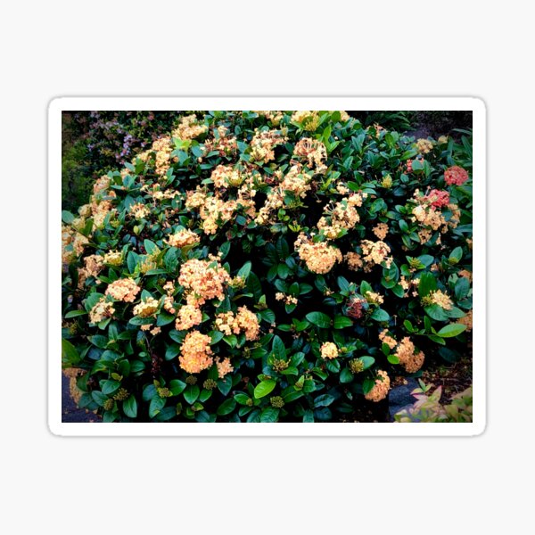 "Flowery Bush" Sticker for Sale by KazM | Redbubble